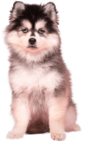 Perro Pomsky Medellín